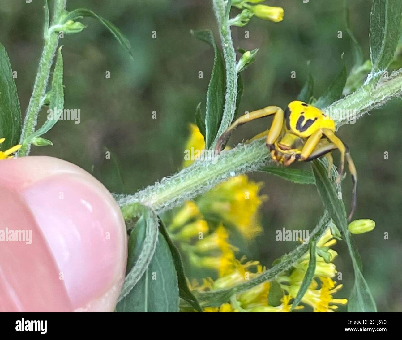 White-banded Crab Spider (Misumenoides formosipes Stock Photo - Alamy