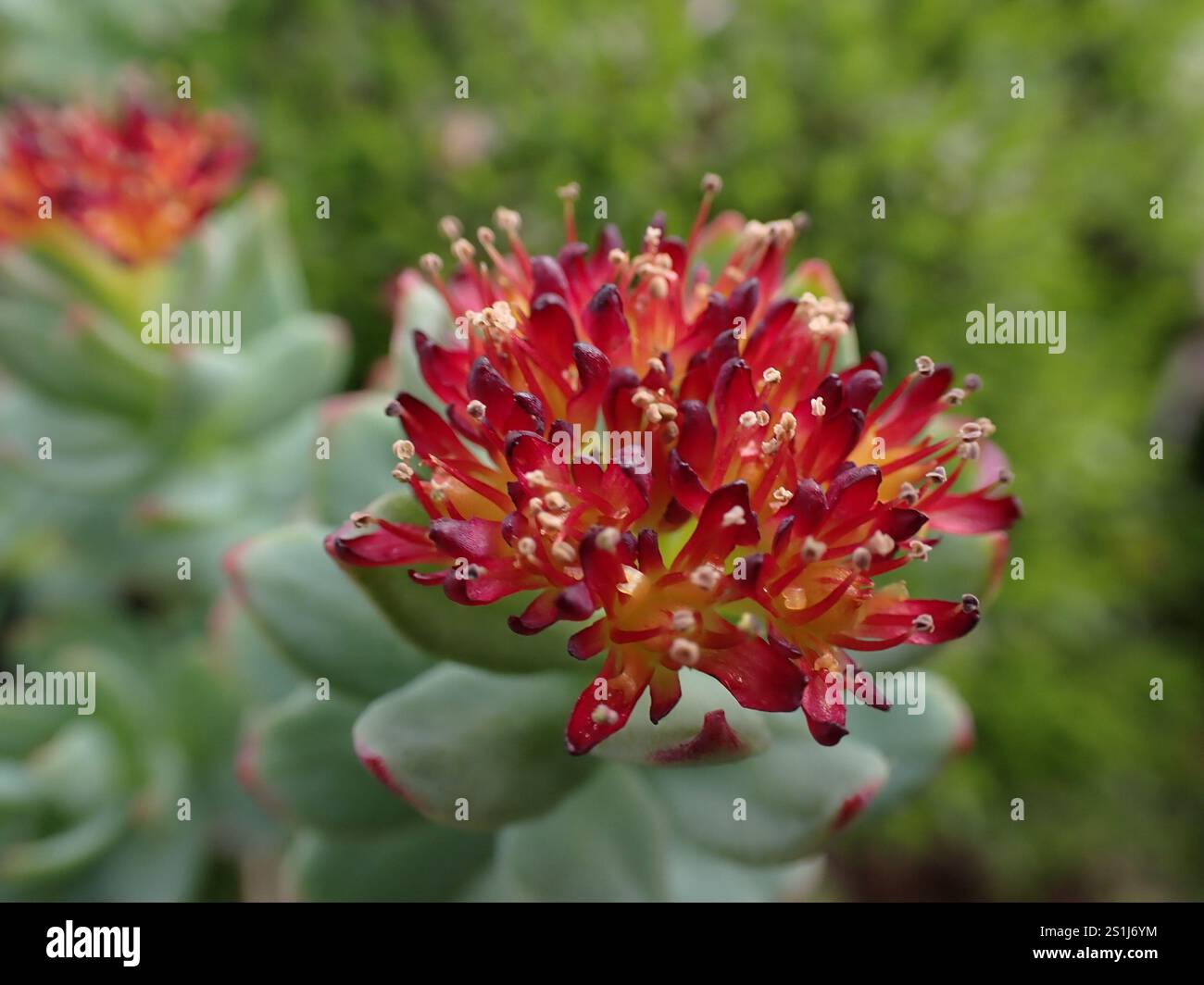 western roseroot (Rhodiola integrifolia Stock Photo - Alamy