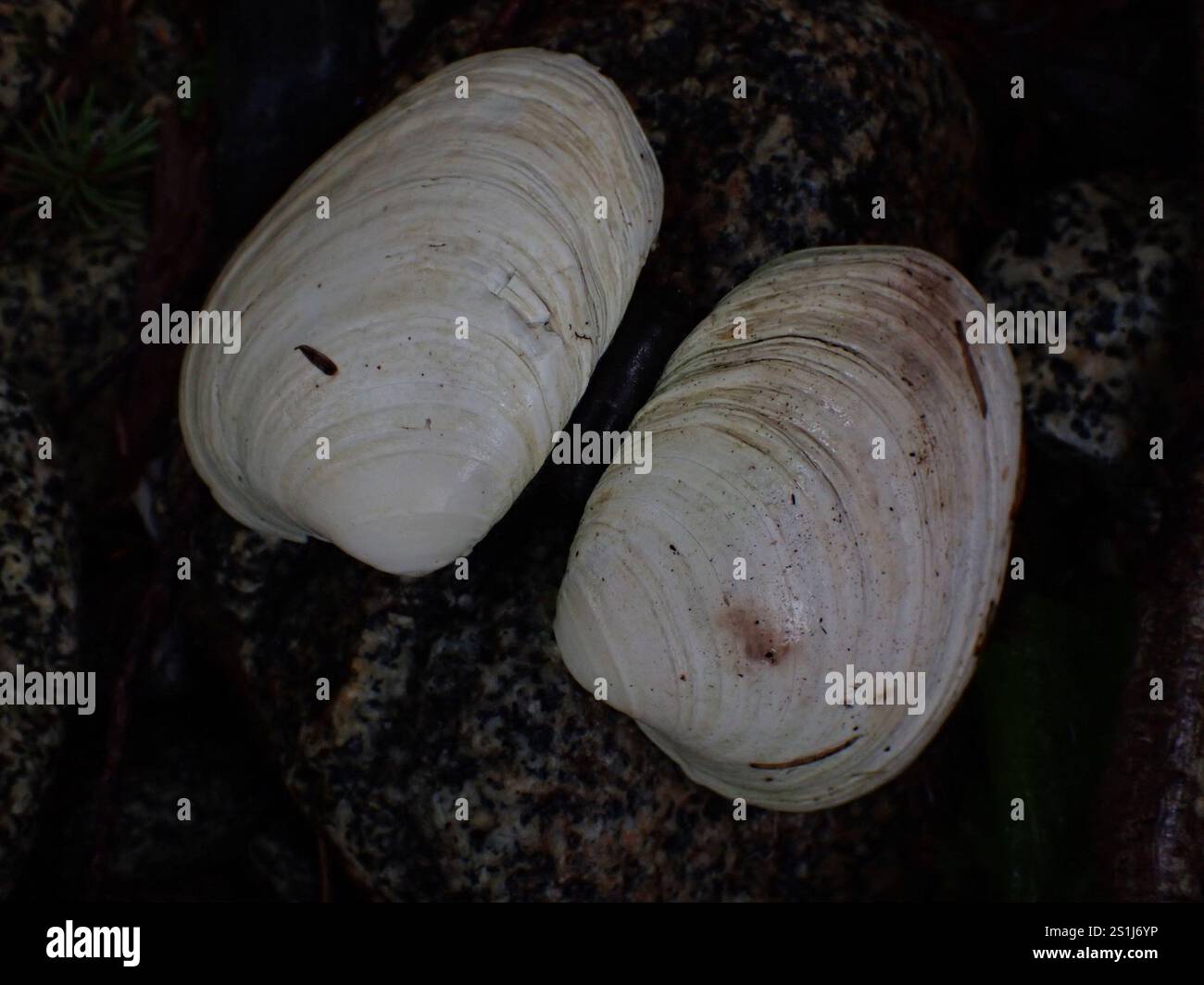 Butter Clam (Saxidomus gigantea Stock Photo - Alamy