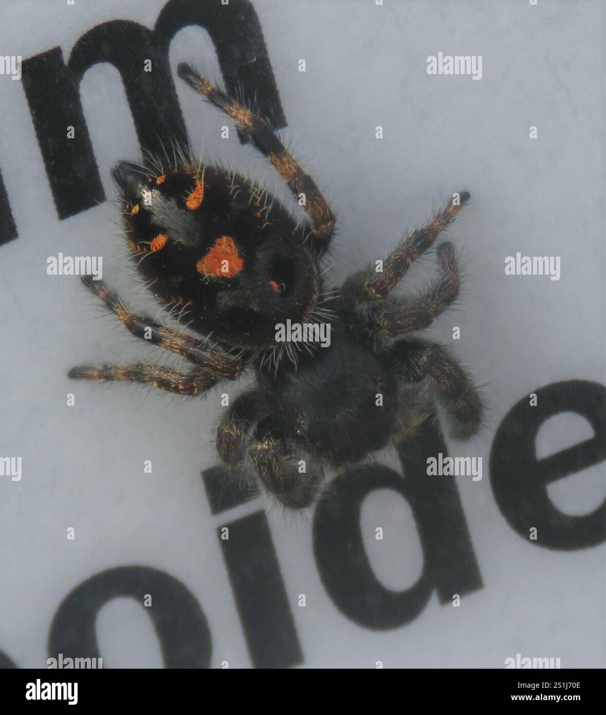 Bold Jumping Spider (Phidippus audax Stock Photo - Alamy