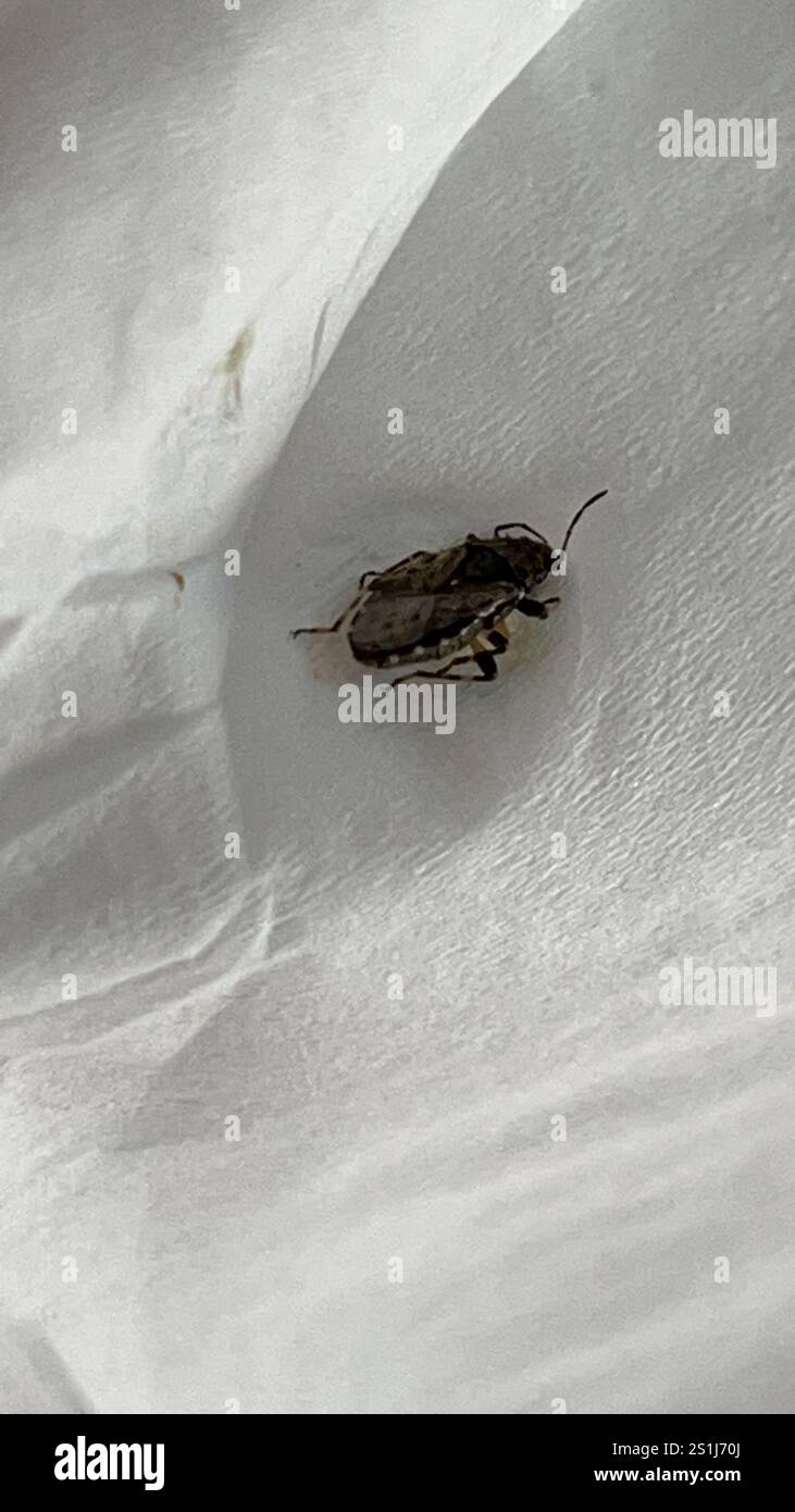 Nettle ground bug (Heterogaster urticae Stock Photo - Alamy