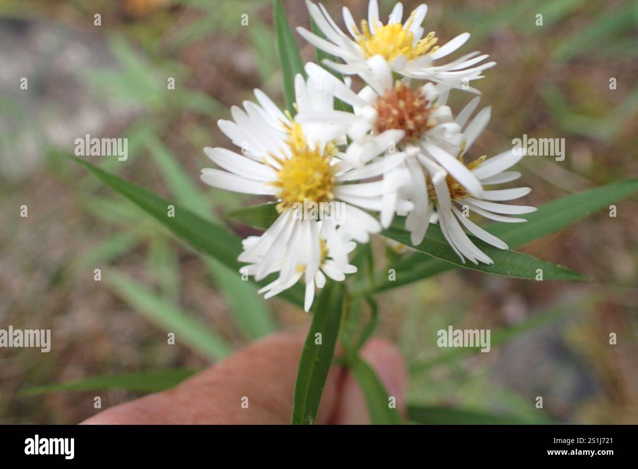 panicled aster (Symphyotrichum lanceolatum Stock Photo - Alamy