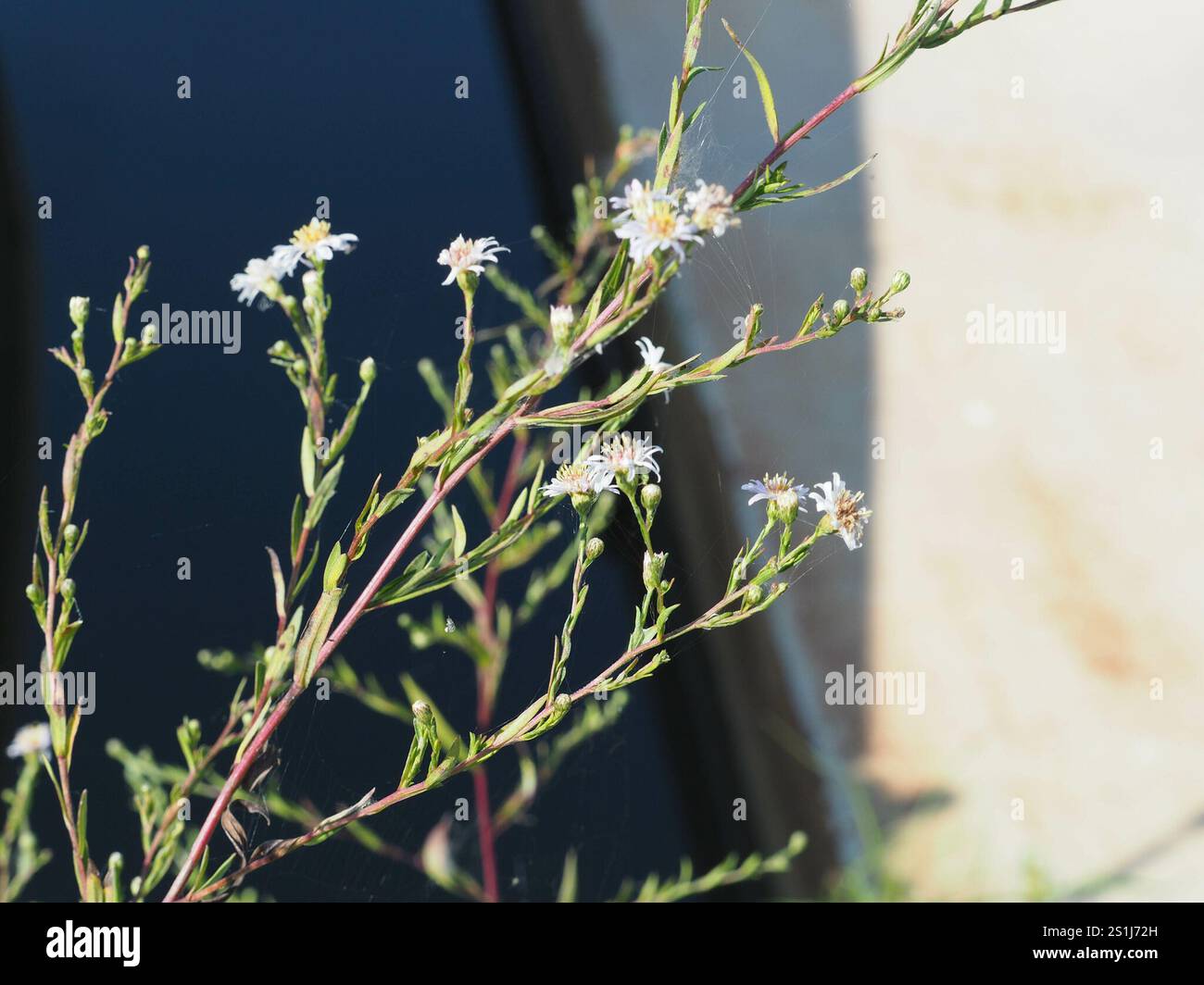 American asters (Symphyotrichum Stock Photo - Alamy