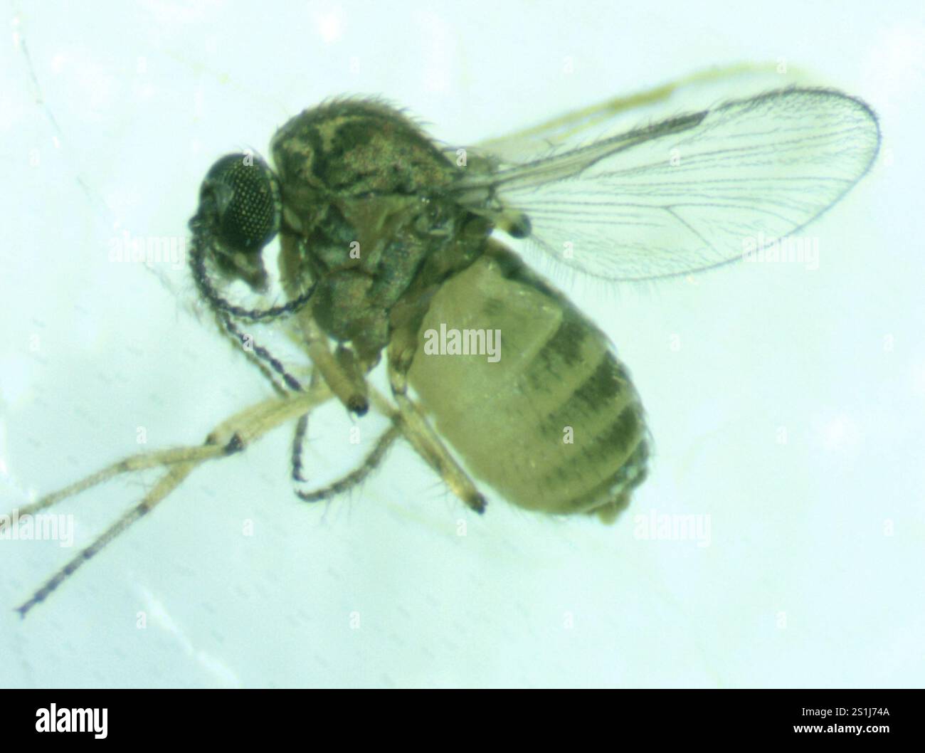 Biting Midges (Ceratopogonidae Stock Photo - Alamy