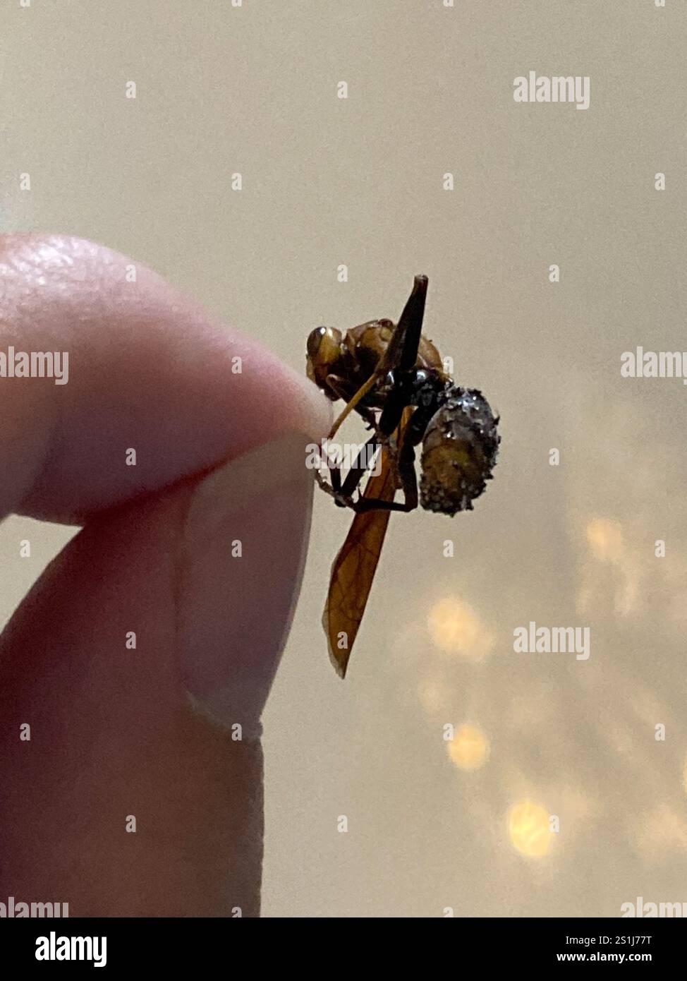 Horse Paper Wasp (Polistes major Stock Photo - Alamy