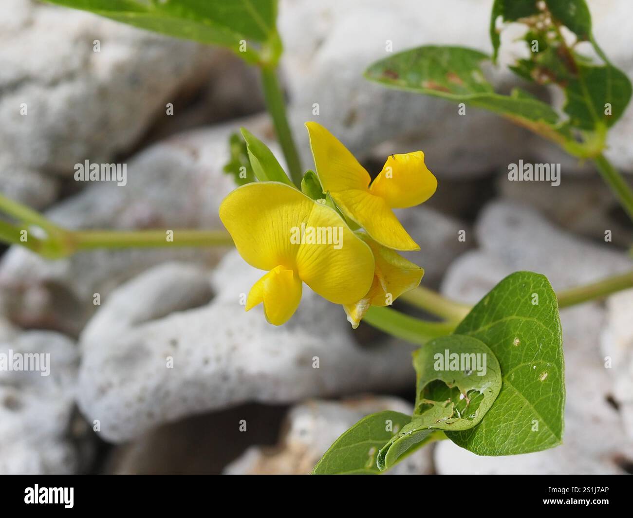 beach pea (Vigna marina Stock Photo - Alamy