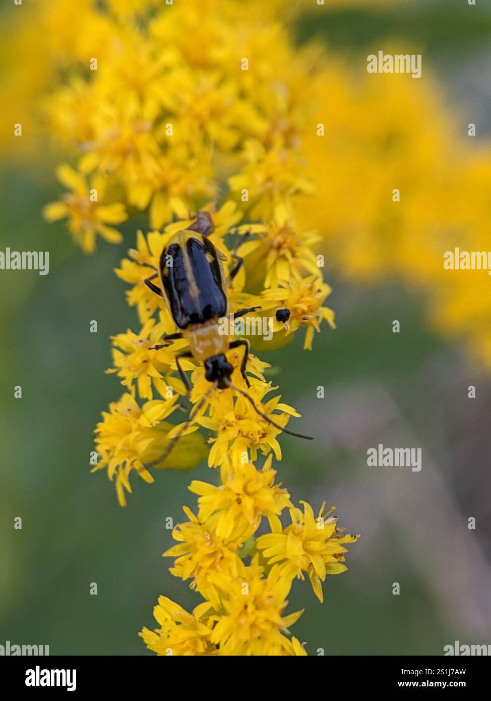 Western Corn Rootworm (Diabrotica virgifera Stock Photo - Alamy