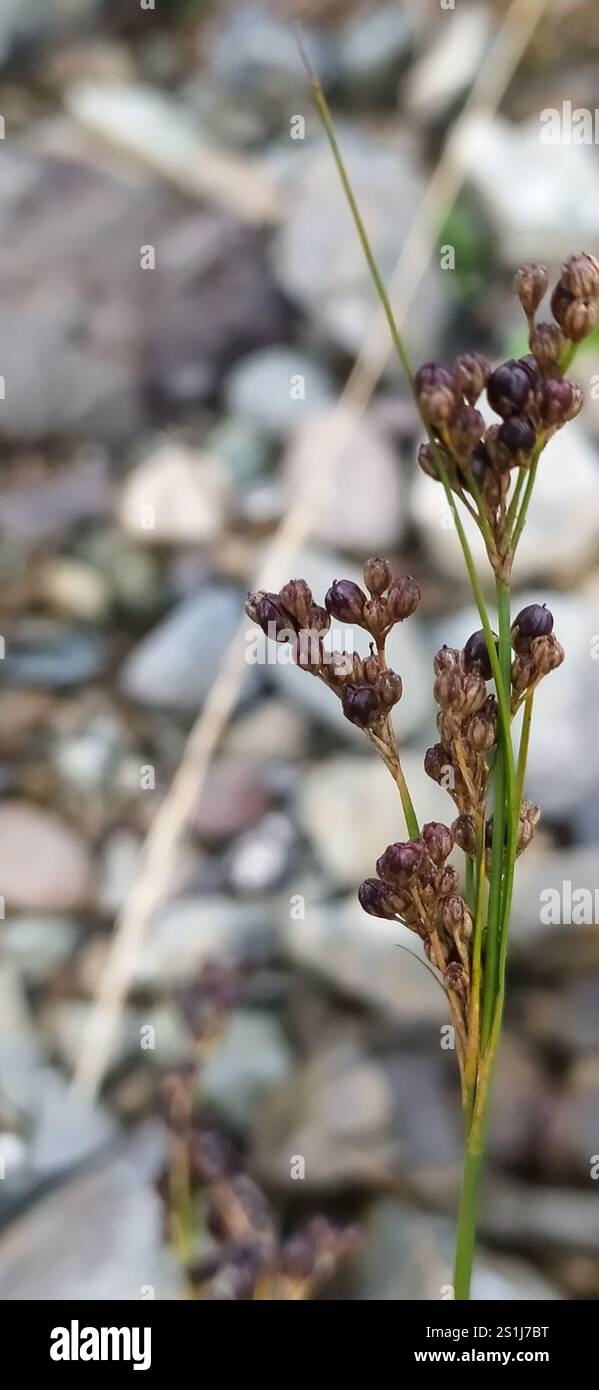 Flattened Rush (Juncus compressus Stock Photo - Alamy