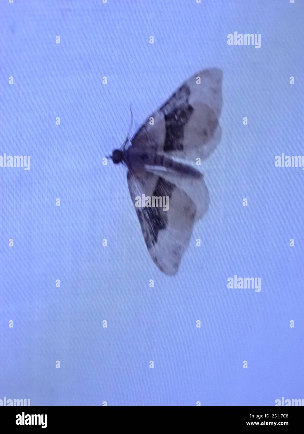 Carpet Moths (Larentiinae Stock Photo - Alamy