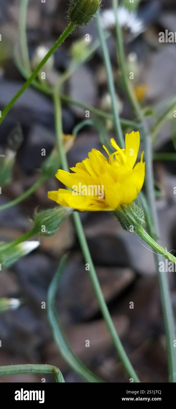 narrow-leaved hawksbeard (Crepis tectorum Stock Photo - Alamy