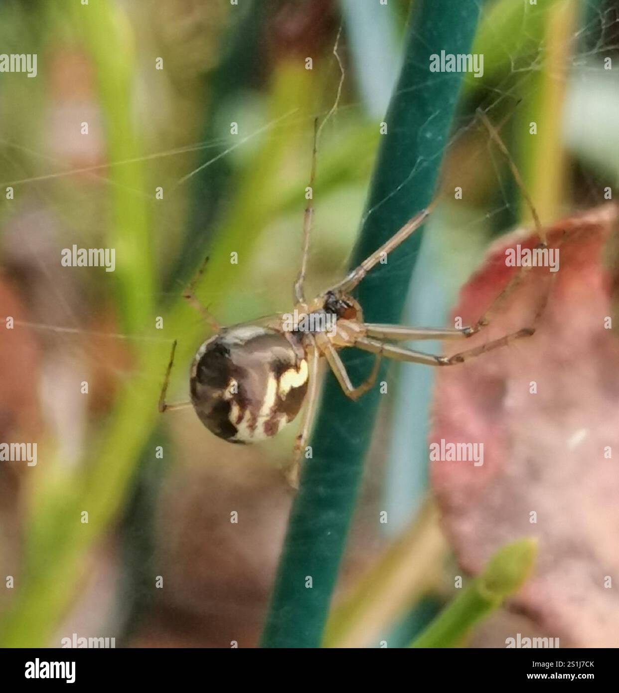 Common sheetweb spider (Linyphia triangularis Stock Photo - Alamy