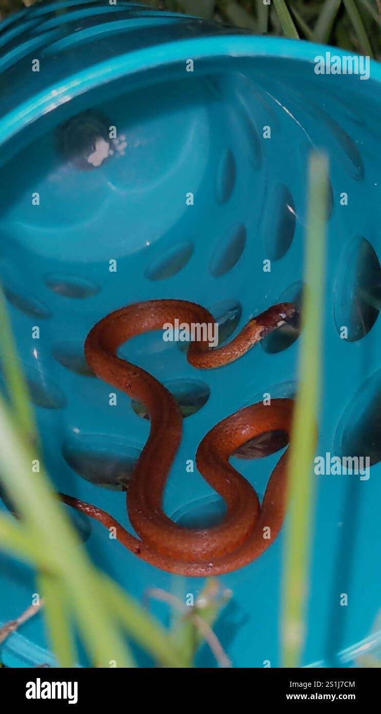 Red-bellied Snake (Storeria occipitomaculata Stock Photo - Alamy