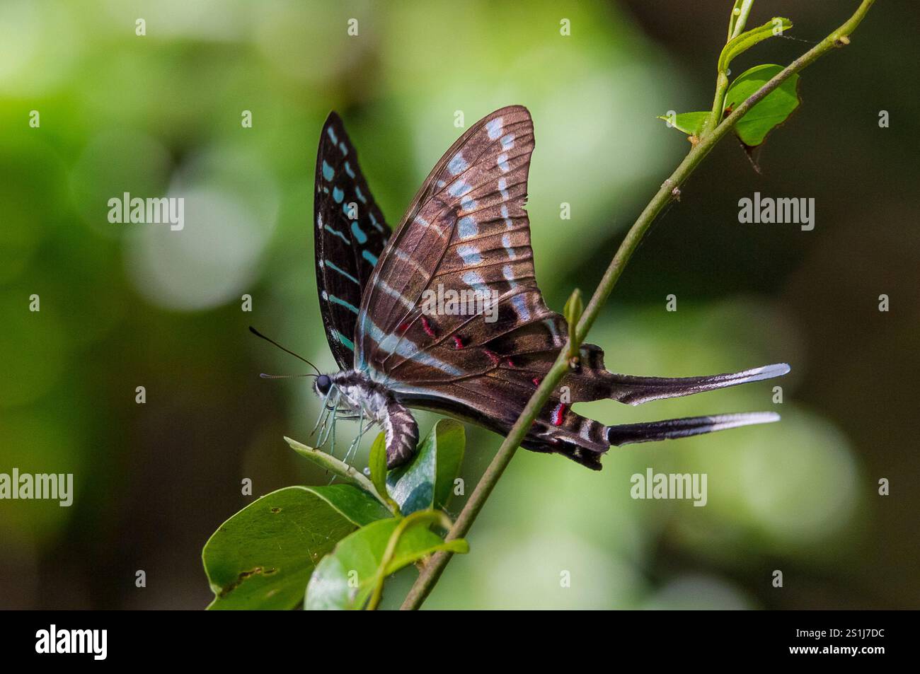 Swallowtail butterflies (Swallowtail butterfly) are large, colorful ...