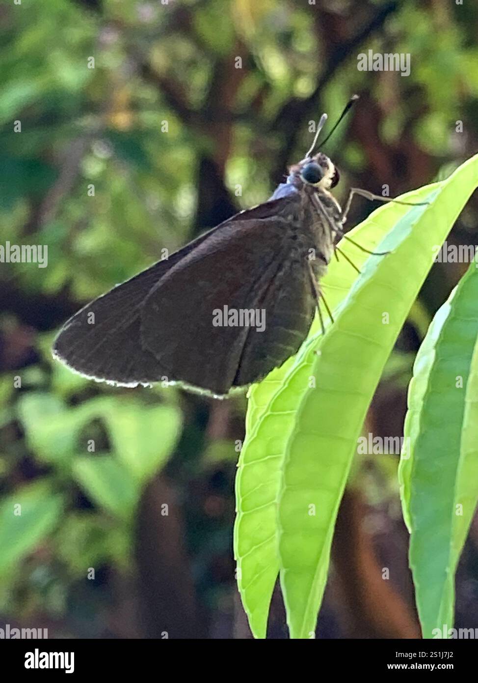 Monk Skipper (Choranthus capucinus Stock Photo - Alamy