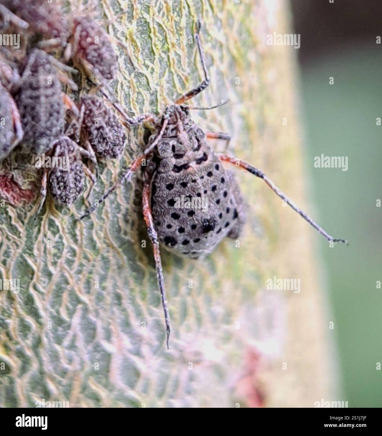 Giant willow aphid hi-res stock photography and images - Alamy