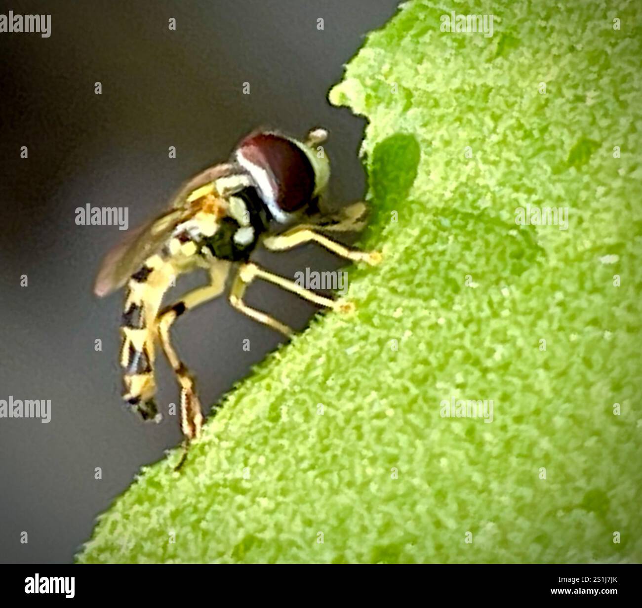 Eastern Calligrapher (Toxomerus geminatus Stock Photo - Alamy