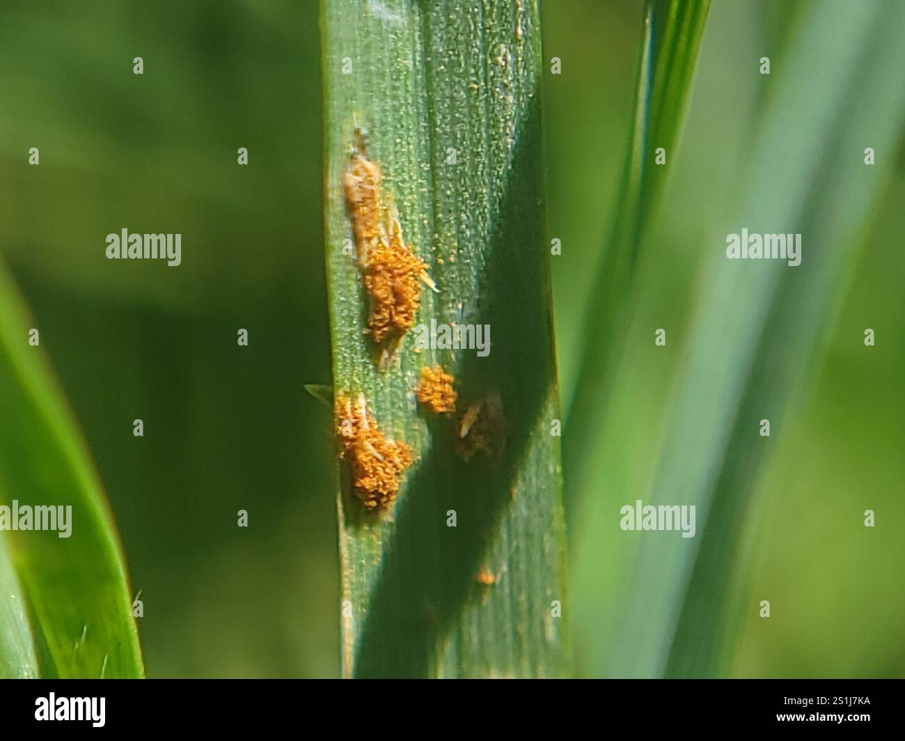 rust fungi (Pucciniales Stock Photo - Alamy