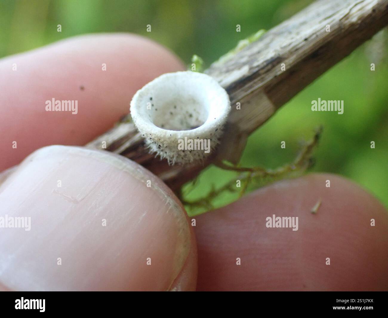 woolly bird's nest fungus (Nidula niveotomentosa Stock Photo - Alamy