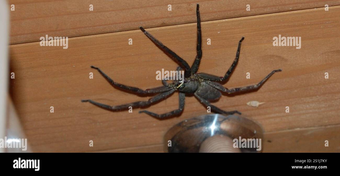 Pantropical Huntsman Spider (Heteropoda venatoria Stock Photo - Alamy