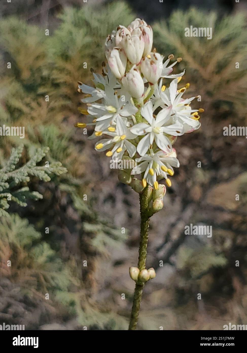 western false asphodel (Triantha occidentalis Stock Photo - Alamy