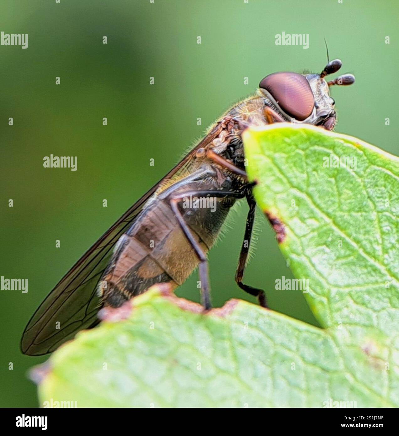 Xanthandrus comtus hi-res stock photography and images - Alamy