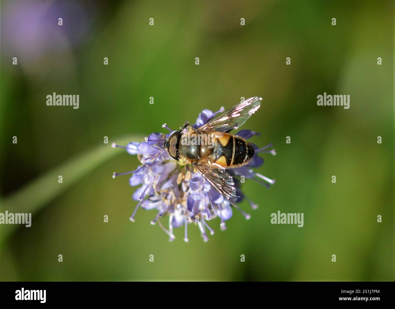 Stripe-winged Drone Fly (Eristalis horticola Stock Photo - Alamy