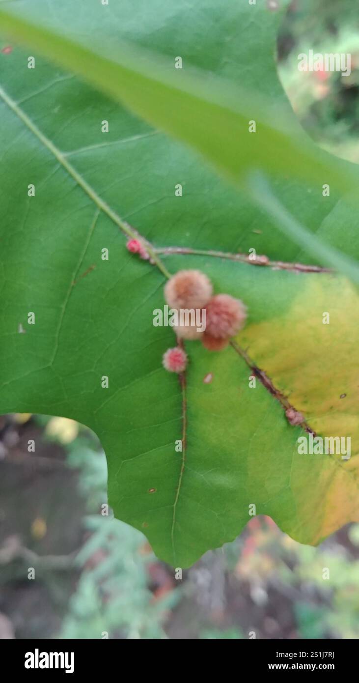 Furry Oak Leaf Gall Wasp (Callirhytis furva Stock Photo - Alamy