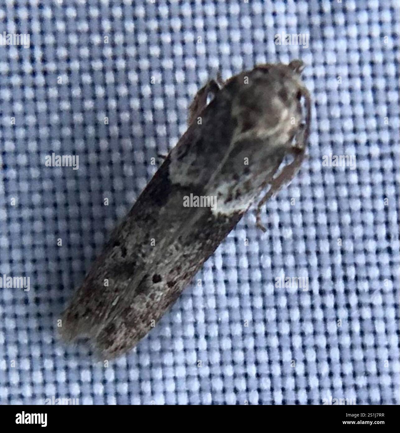 Acorn Moth (Blastobasis glandulella Stock Photo - Alamy