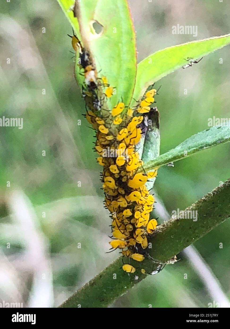 Oleander Aphid (Aphis nerii Stock Photo - Alamy