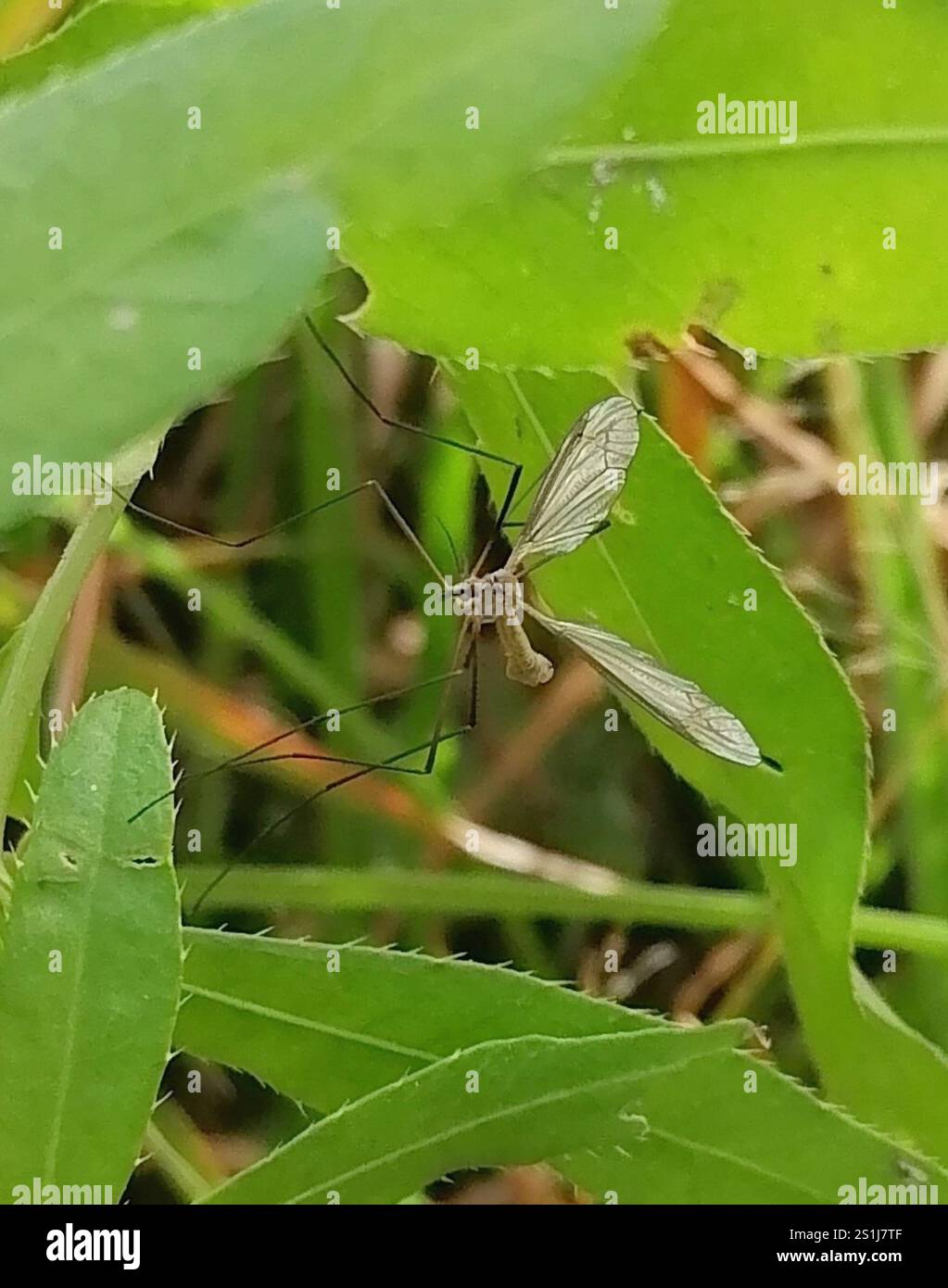 Typical Crane Flies (Tipuloidea Stock Photo - Alamy