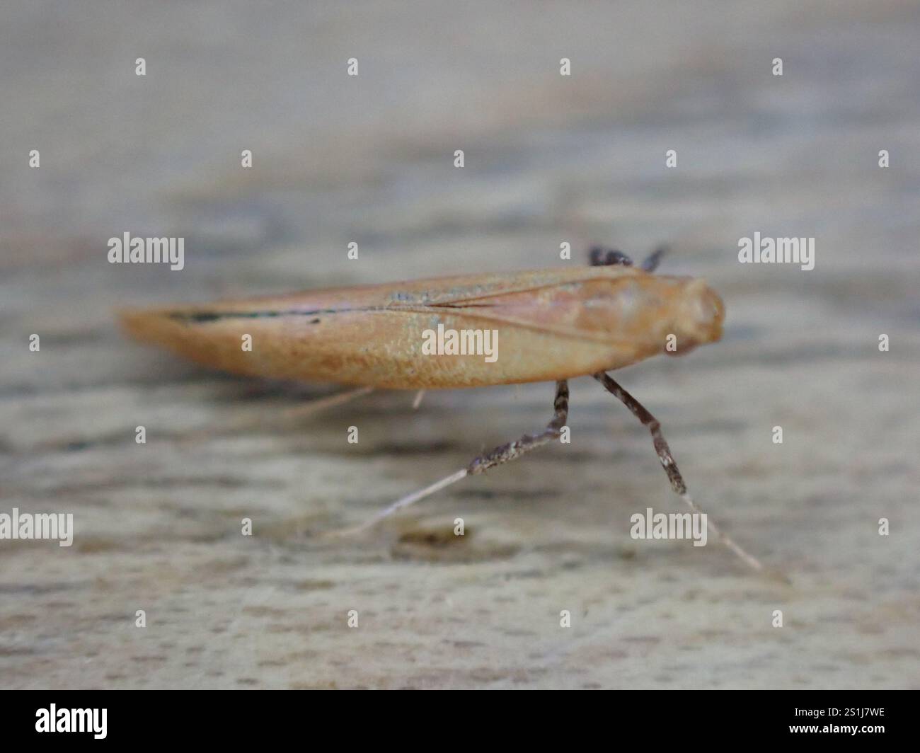 Willow Leafcone Caterpillar Moth (Caloptilia stigmatella Stock Photo ...