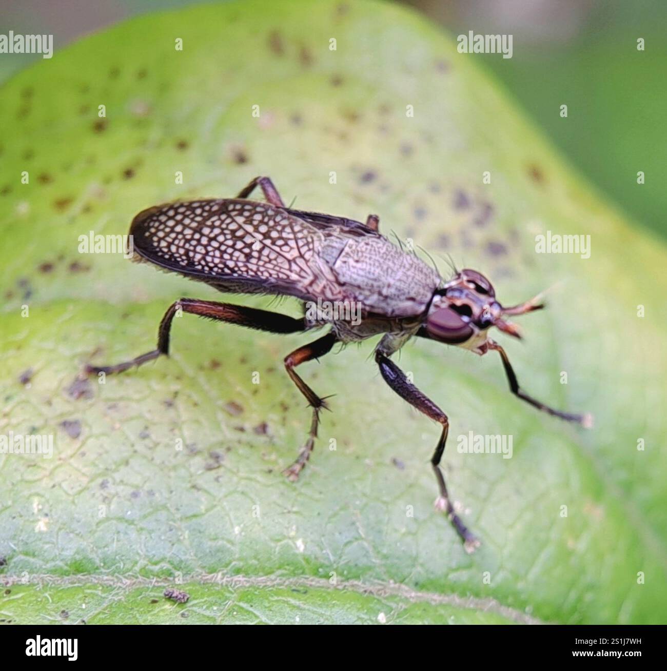 Sieve-winged Snailkiller (Coremacera marginata Stock Photo - Alamy