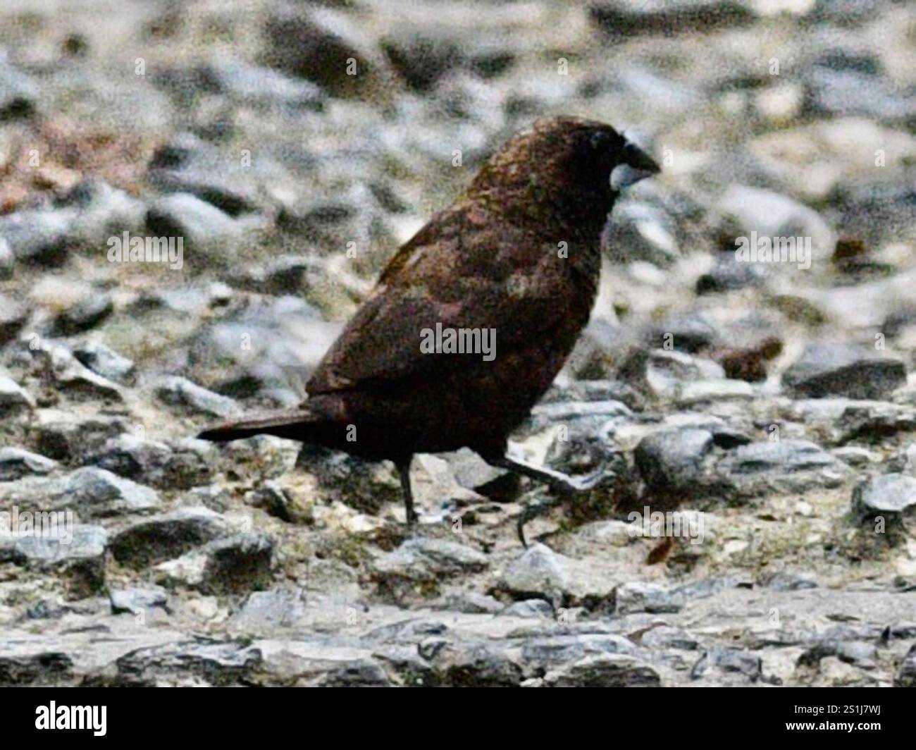 Fuscans hi-res stock photography and images - Alamy