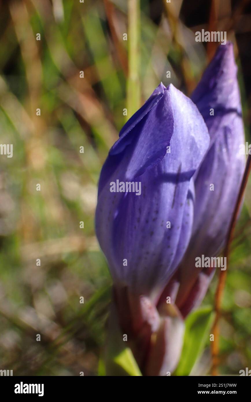 king's scepter gentian (Gentiana sceptrum Stock Photo - Alamy