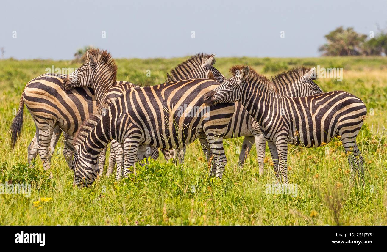 The zebras (Hippotigris) are the sine qua non of the African savanna ...
