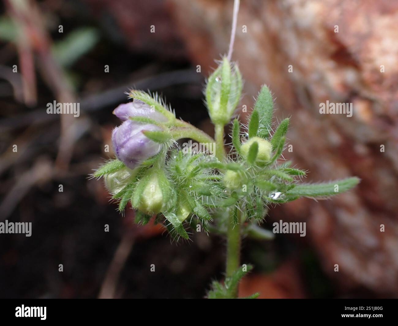 Linearleaf Phacelia (Phacelia linearis Stock Photo - Alamy