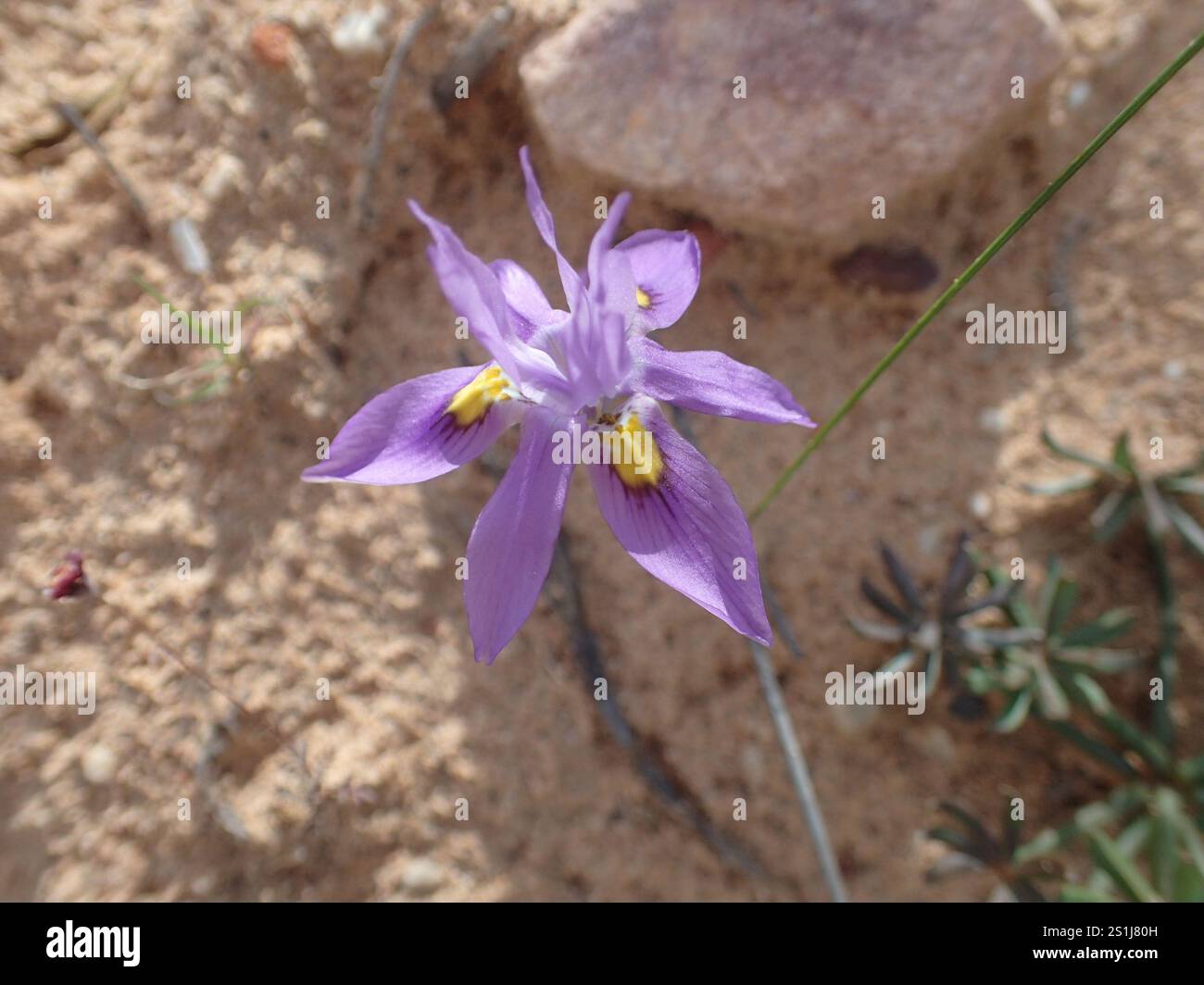 Bigseed Tulp (Moraea macrocarpa Stock Photo - Alamy