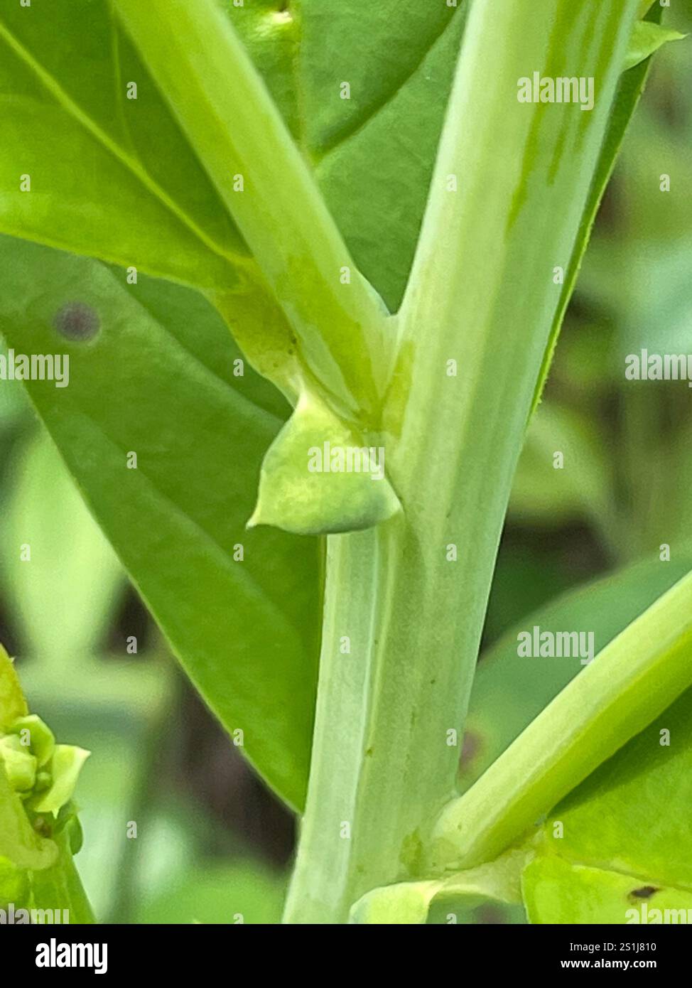 Showy Rattlebox (Crotalaria spectabilis Stock Photo - Alamy