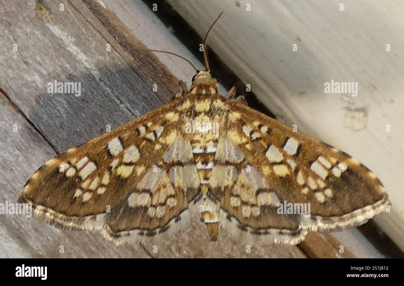 Stained-glass Moth (Samea castellalis Stock Photo - Alamy