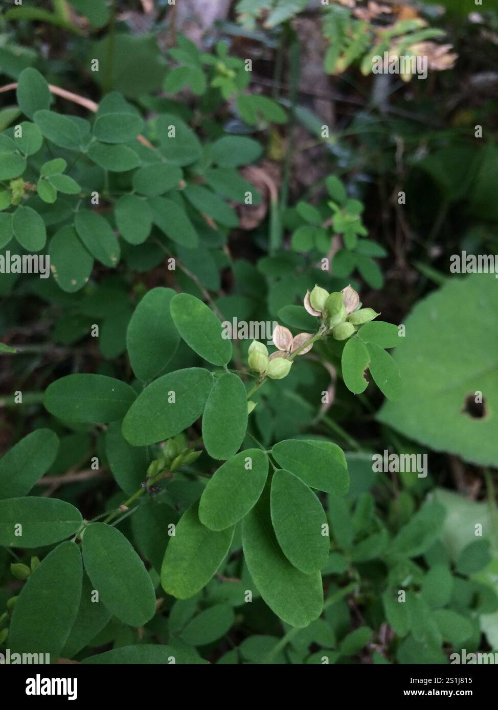 violet bush clover (Lespedeza violacea Stock Photo - Alamy