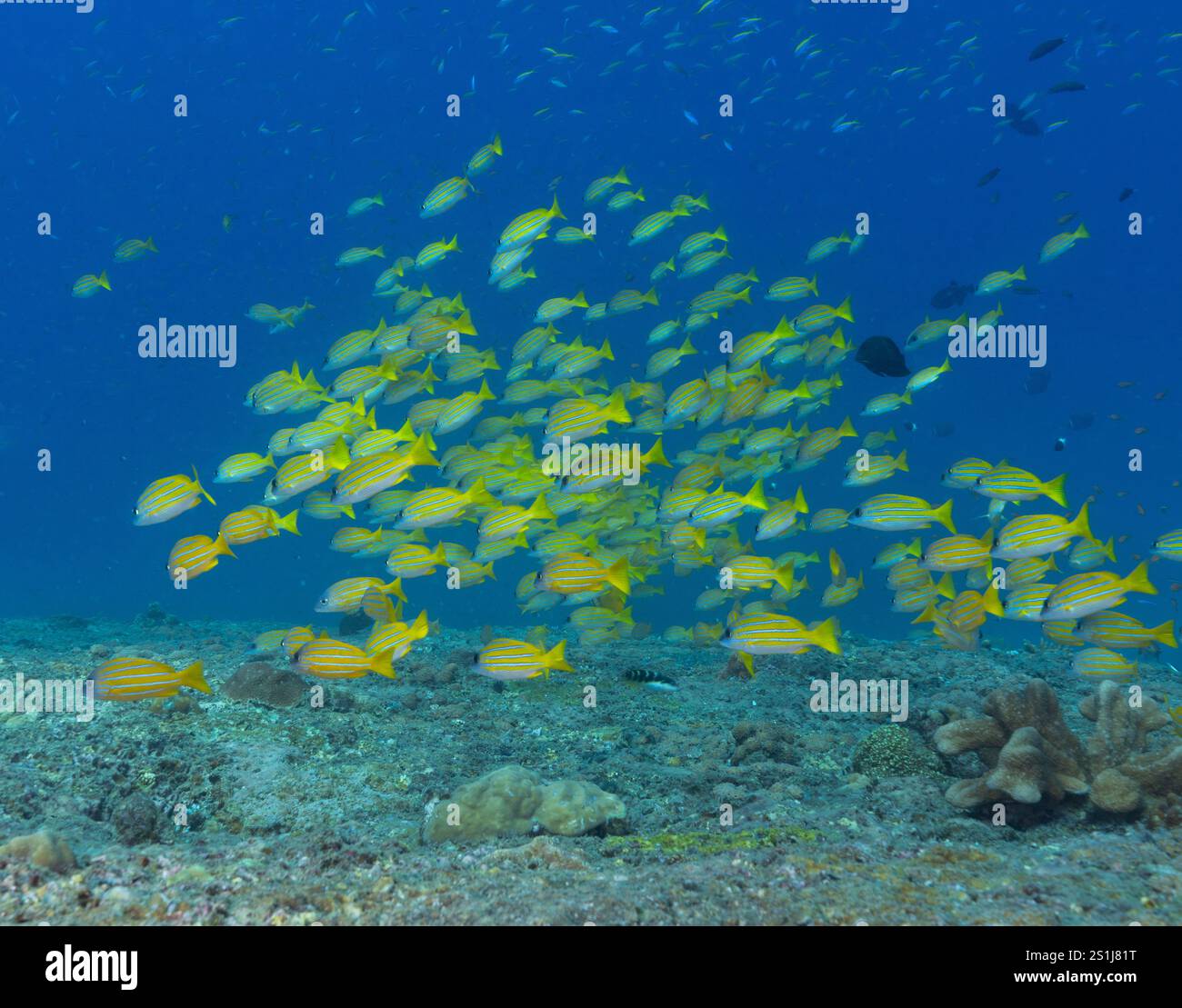 Underwater scene with school of fish - Andaman Islands - India Stock ...