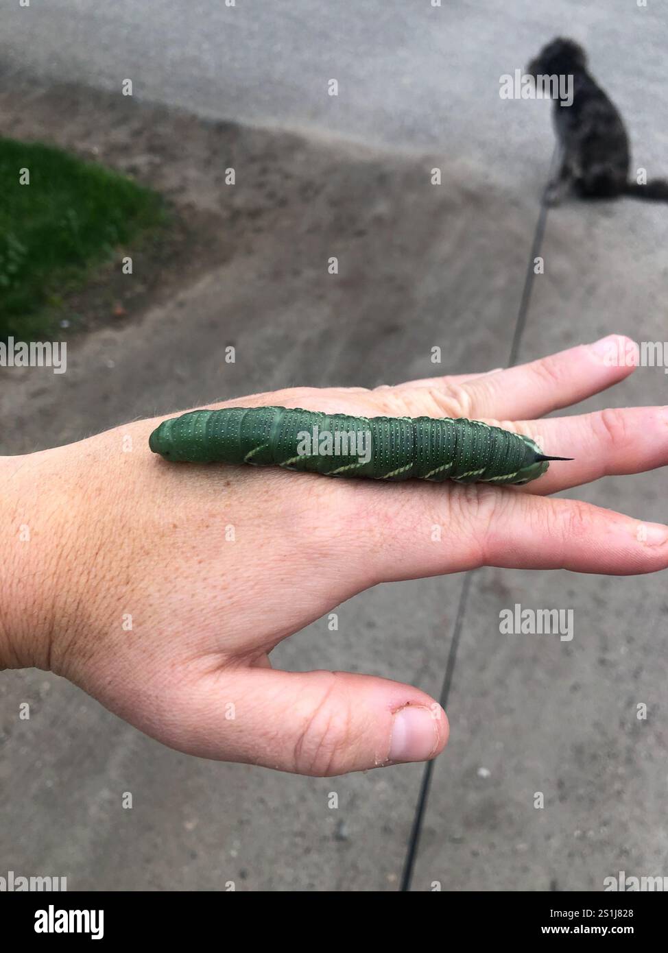 Five-spotted Hawk Moth (Manduca quinquemaculatus Stock Photo - Alamy