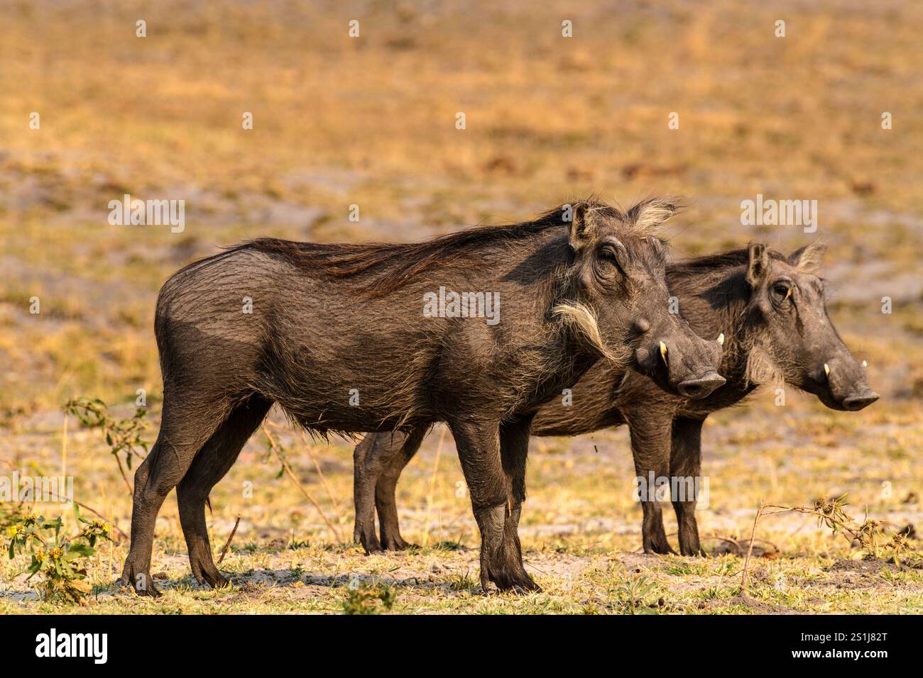 Lateral View of two Warthogs, Africa Stock Photo - Alamy