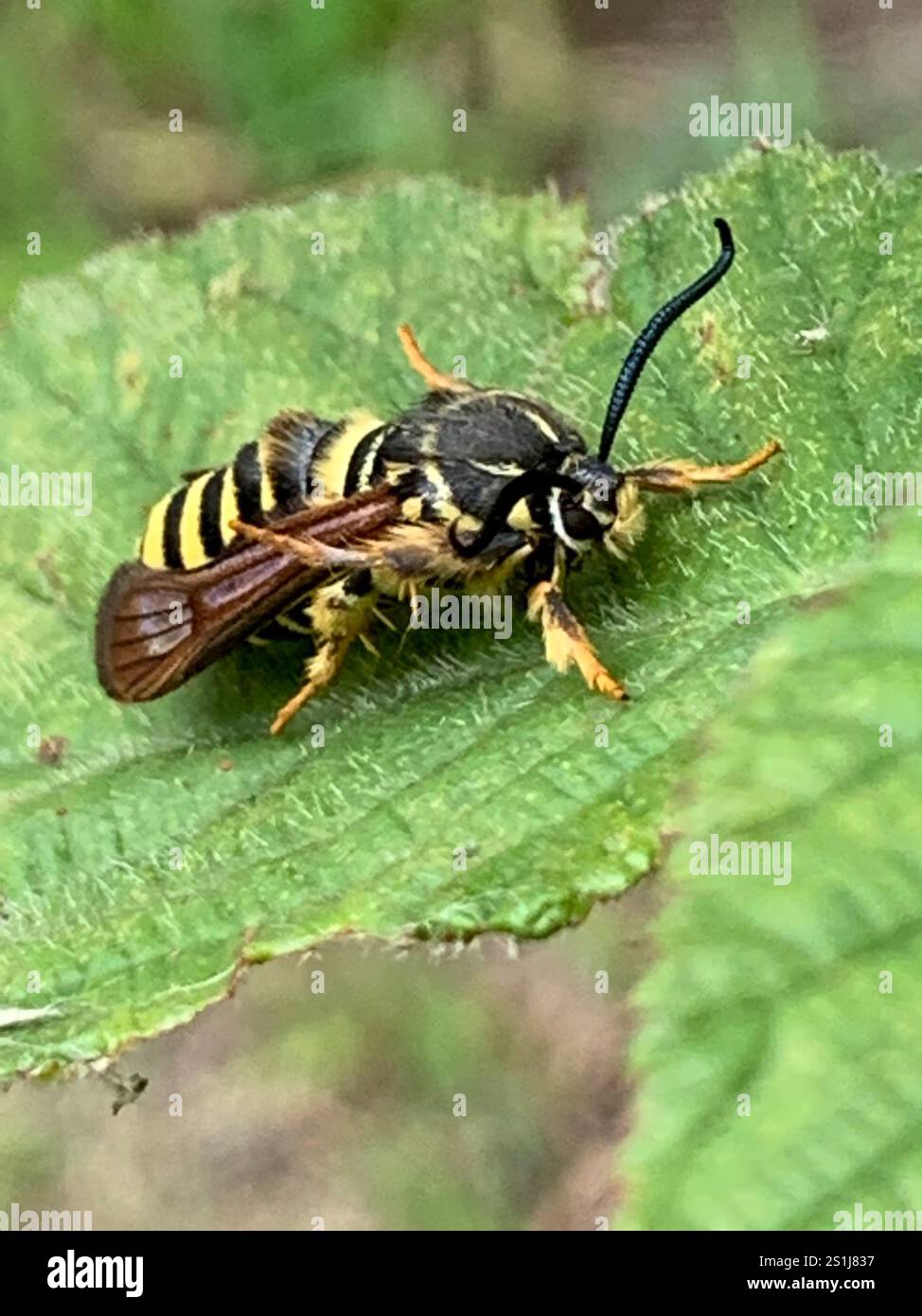 Raspberry Crown Borer (Pennisetia marginatum Stock Photo - Alamy