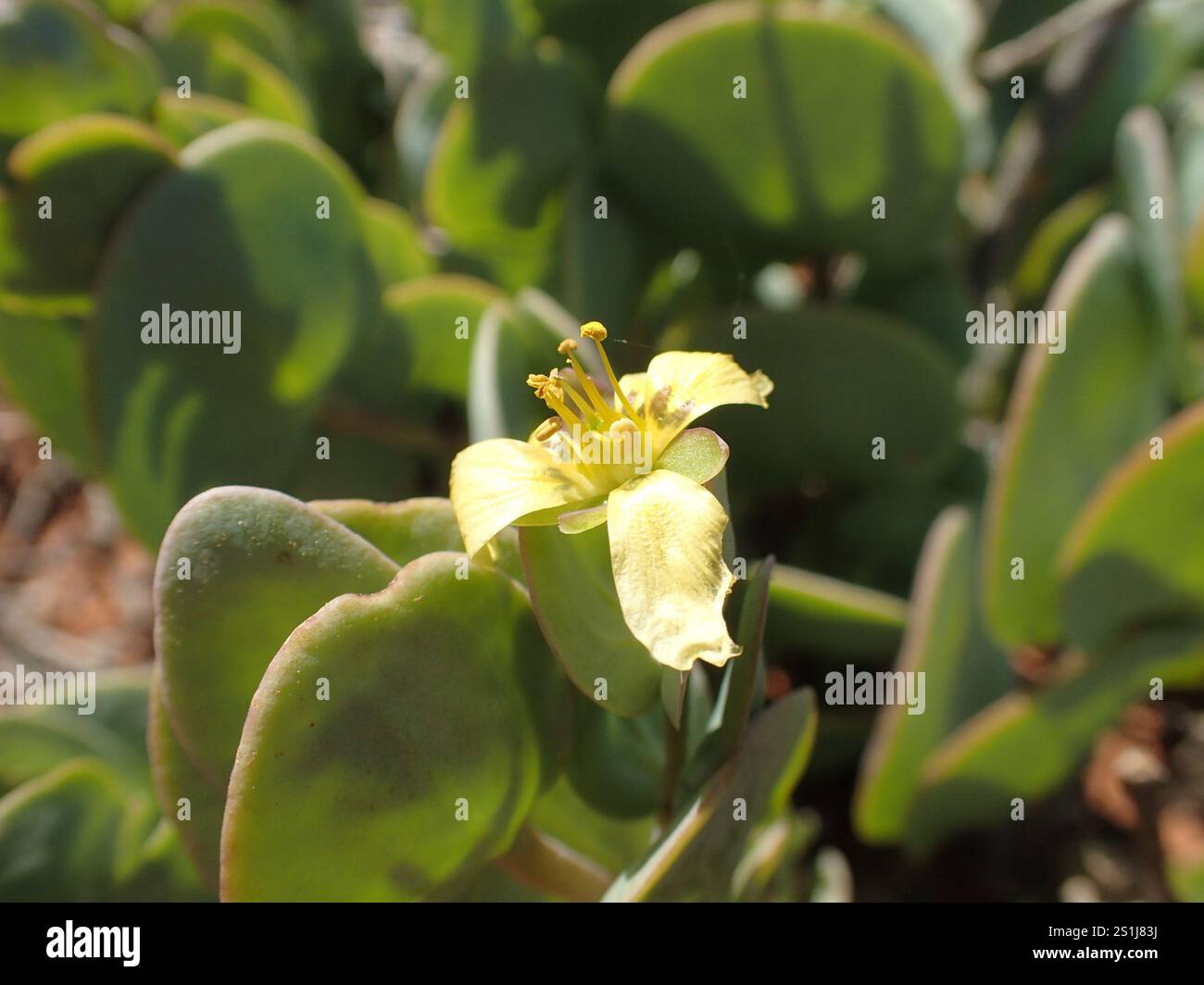 Heart Twinleaf (Roepera cordifolia Stock Photo - Alamy