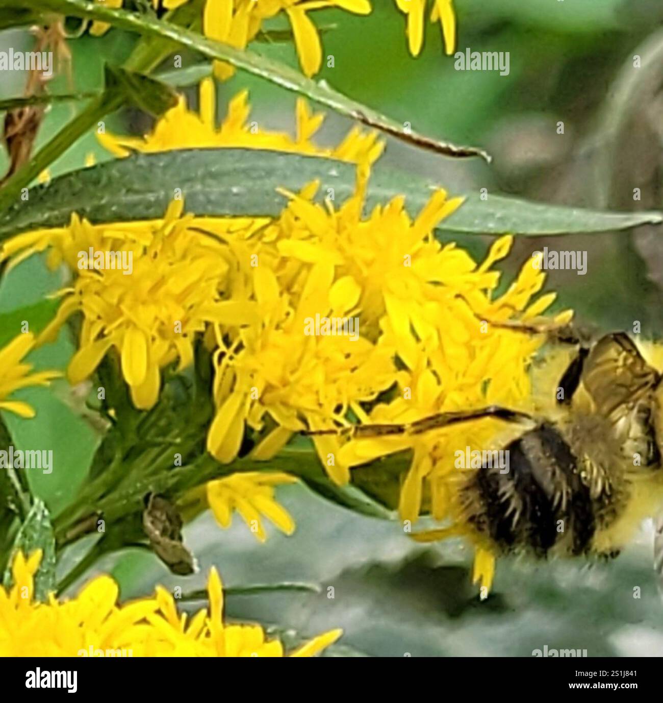 Sitka Bumble Bee (Bombus sitkensis Stock Photo - Alamy