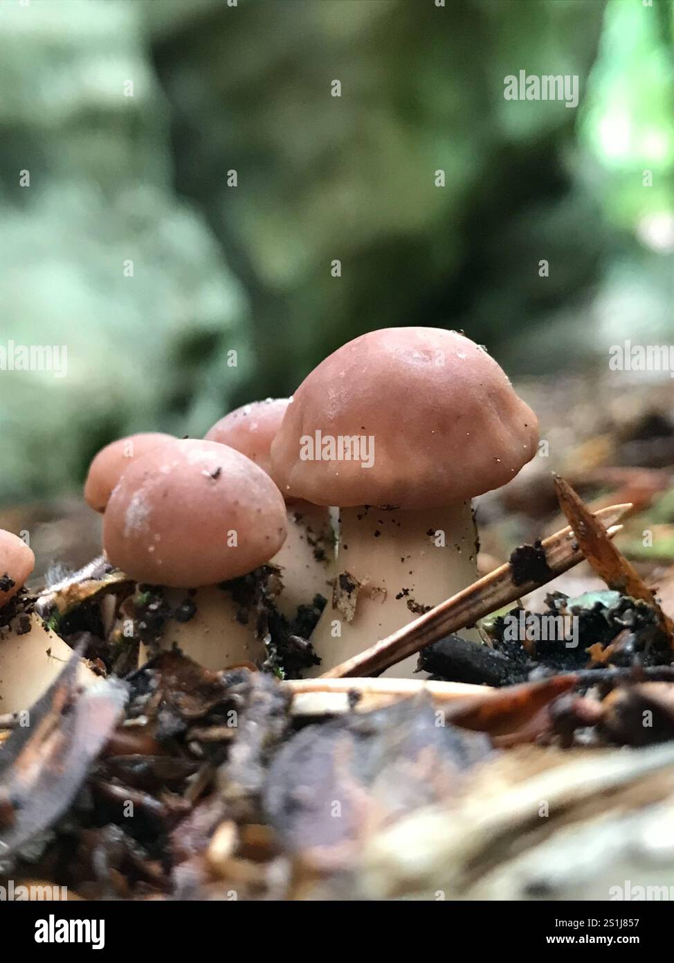 Spindleshank (Gymnopus fusipes Stock Photo - Alamy