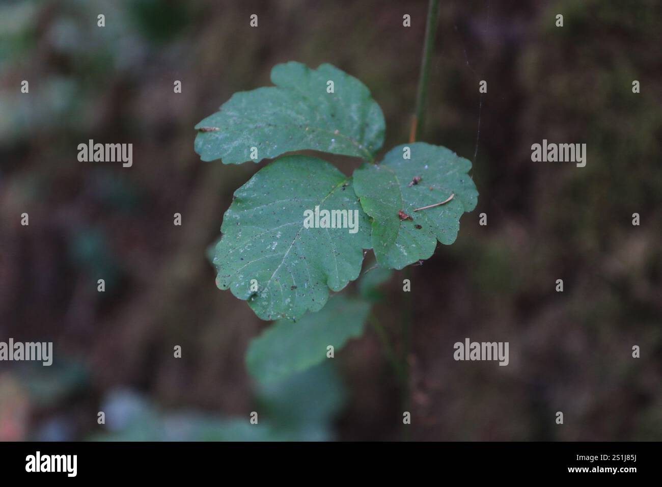 Pacific poison oak (Toxicodendron diversilobum Stock Photo - Alamy