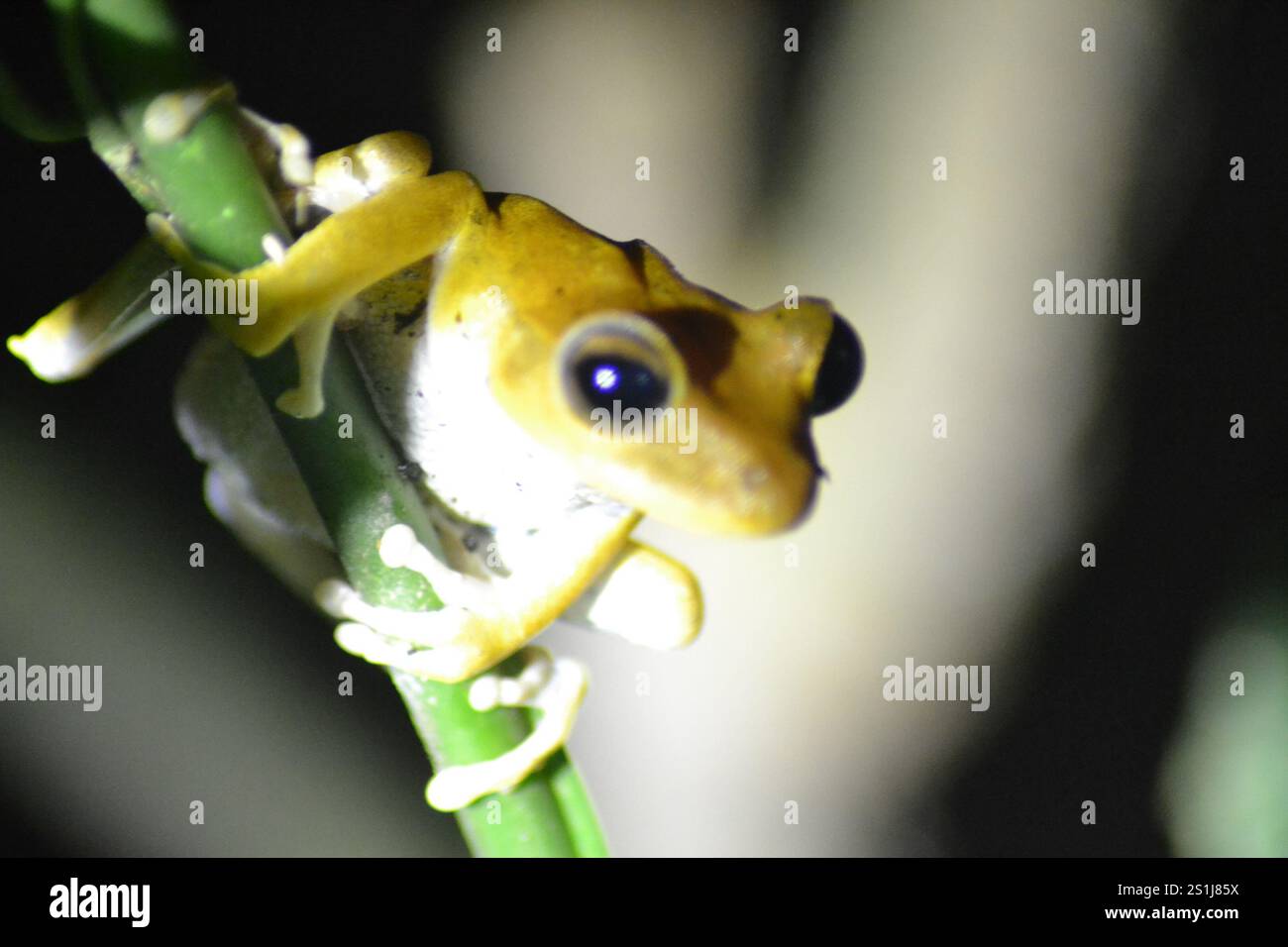 Chaco Tree Frog (Boana raniceps Stock Photo - Alamy