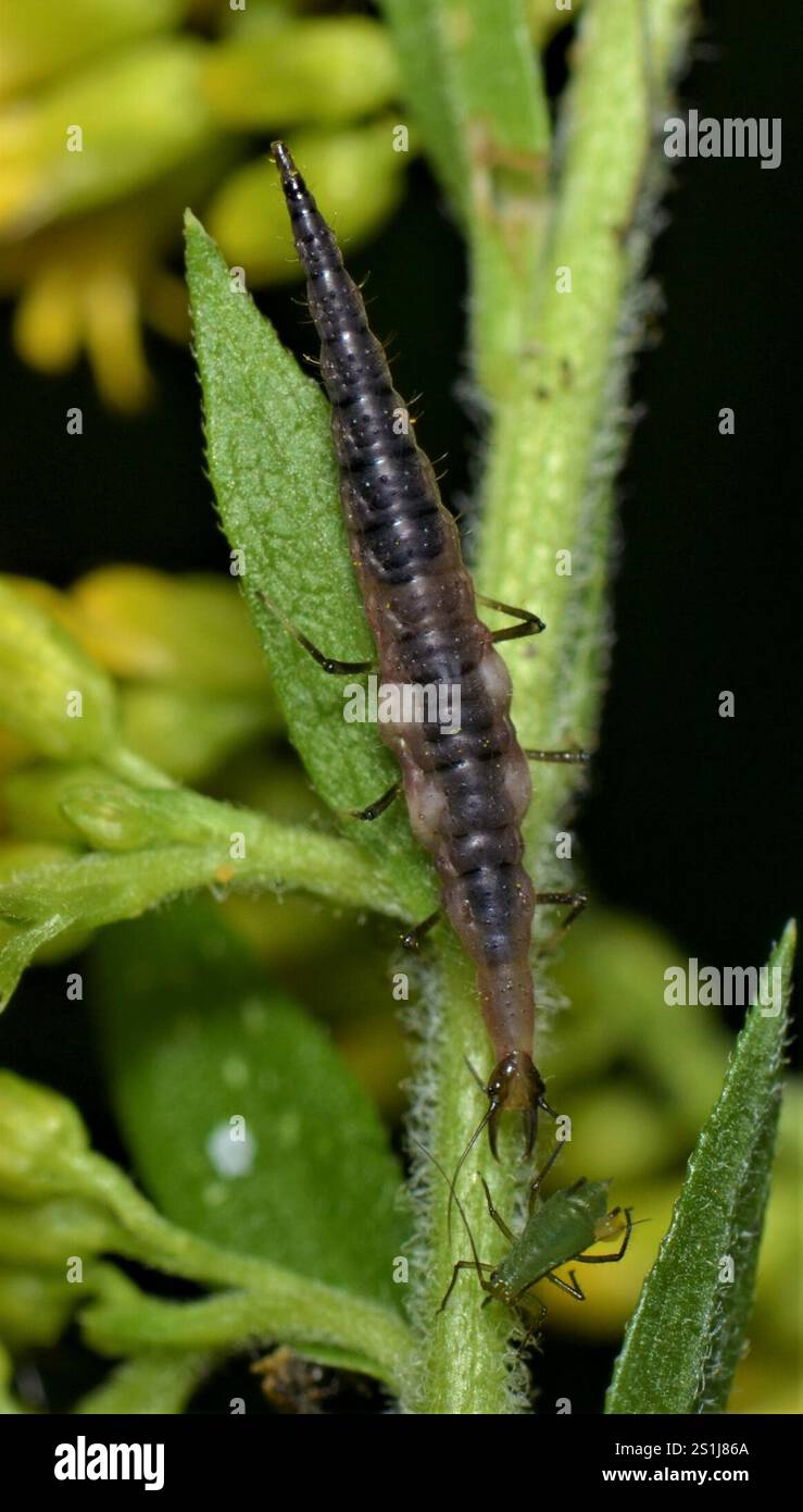 Micromus hi-res stock photography and images - Alamy